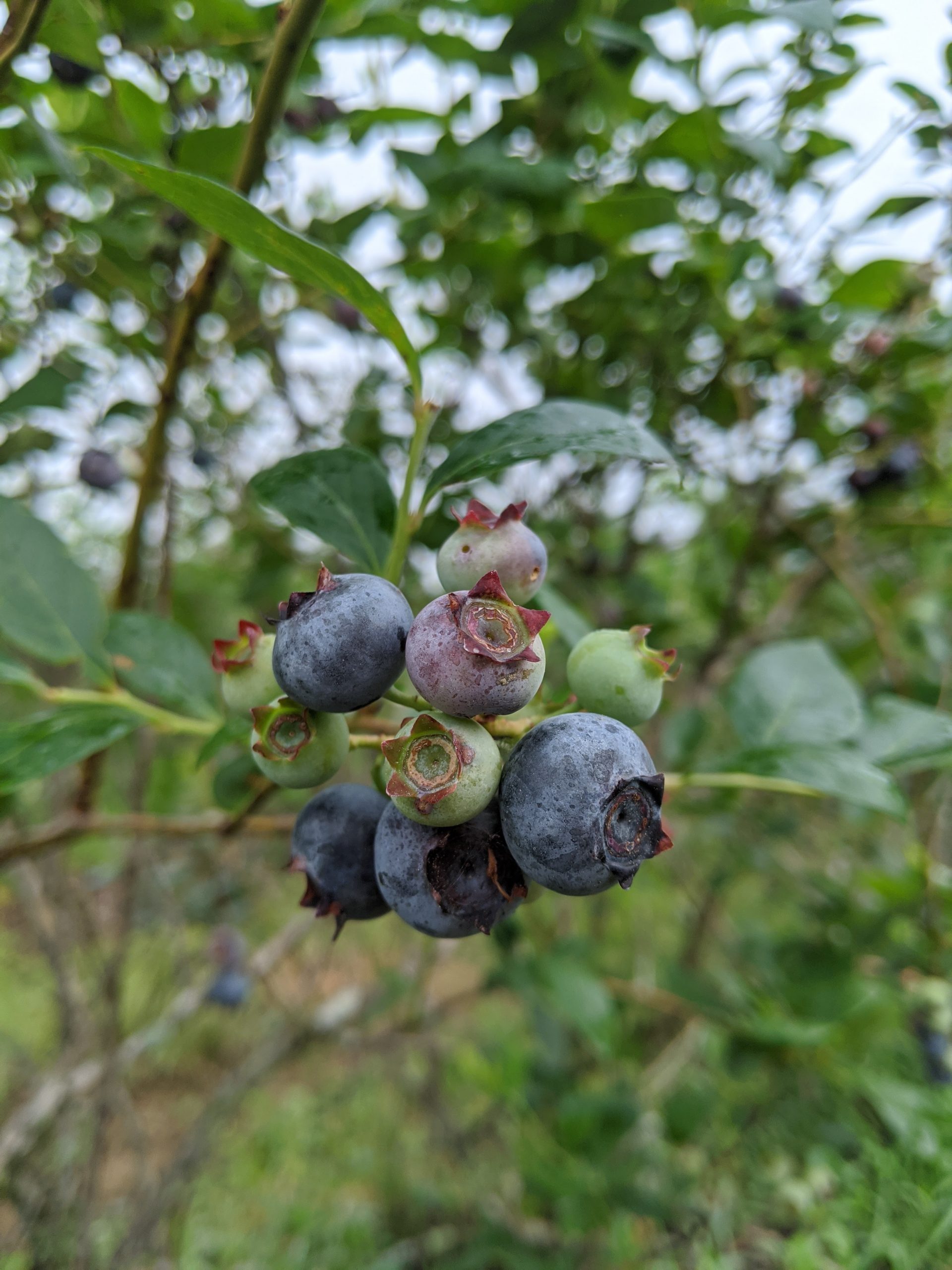 Blueberry Orchard – Pullen's Cozy Corner