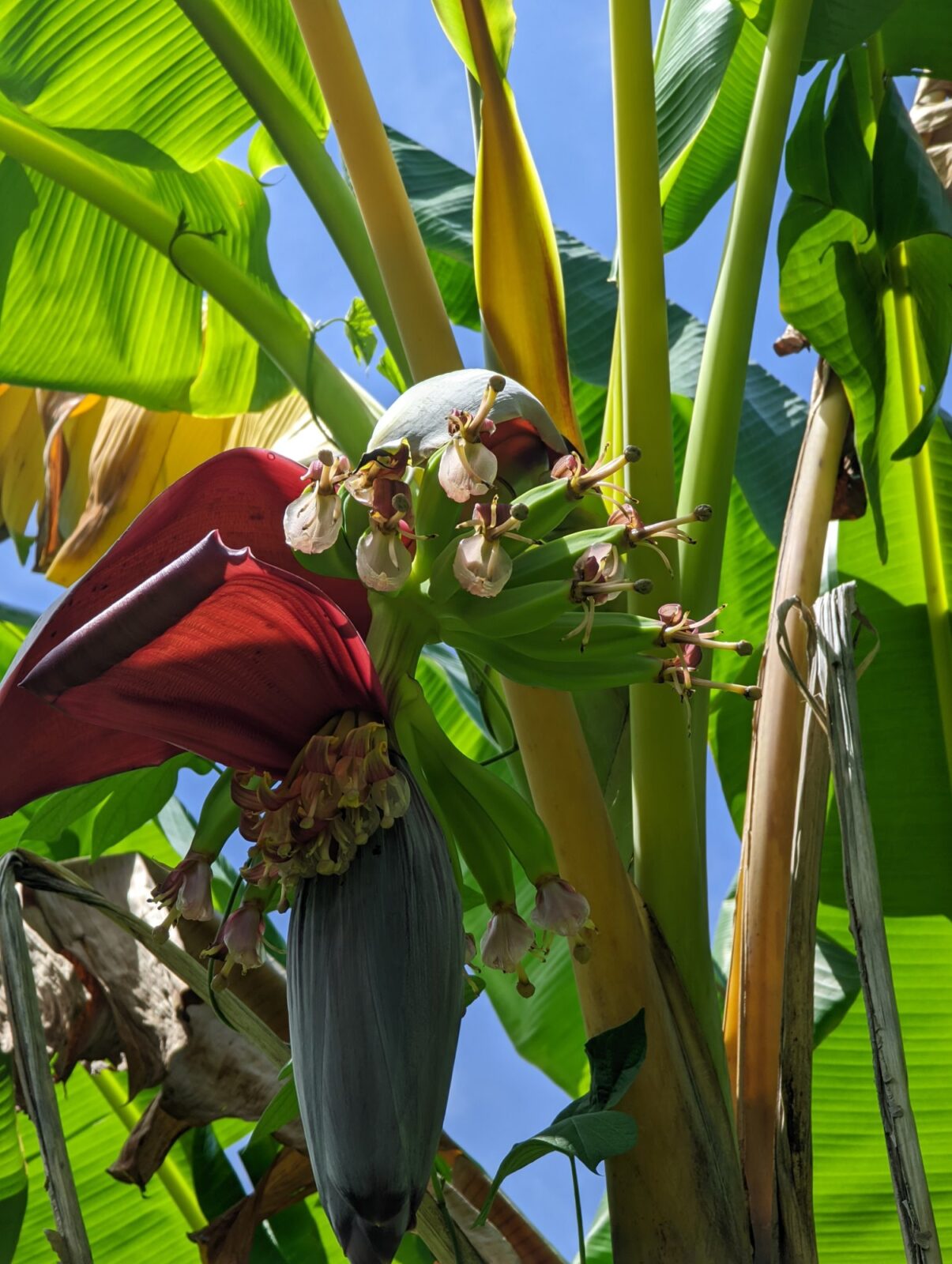 Venezuelan Vibes - Pullen's Cozy Corner